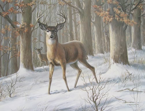 Alert - Whitetail Deer by Maynard Reece