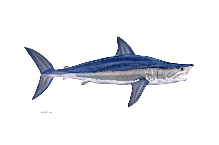 Alpha Shortfin Mako by Flick Ford