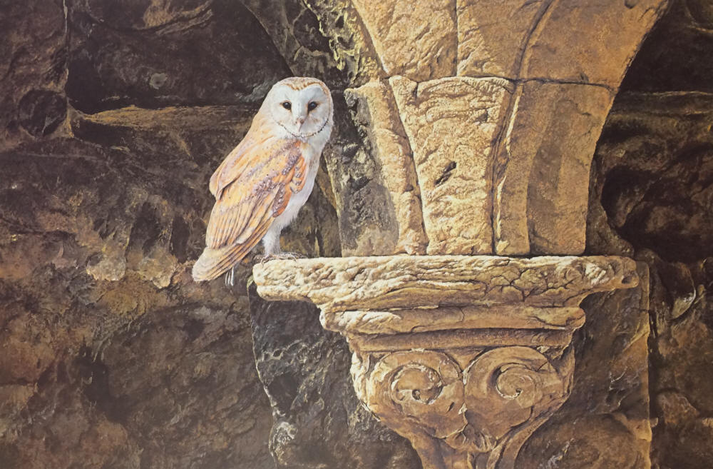 Ancient Glow - European Barn Owl by Alan Hunt