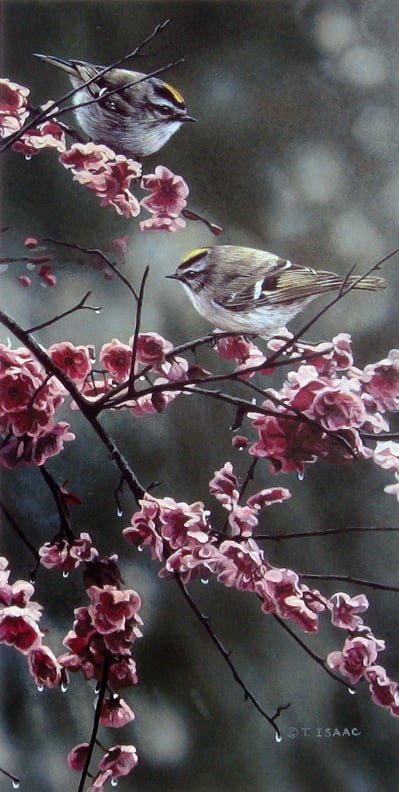 Blossom Dance - Golden-Crowned Kinglets by Terry Isaac
