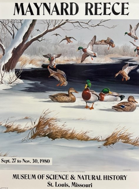 Cold Morning Mallards (Poster) by Maynard Reece