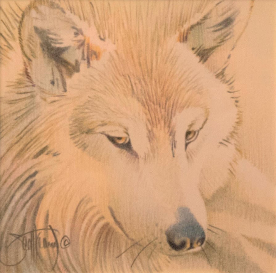 Content Samoyed - Pencil Drawing by Scott Kennedy