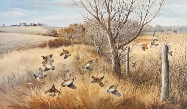 Covey Rise - Bobwhites by Maynard Reece