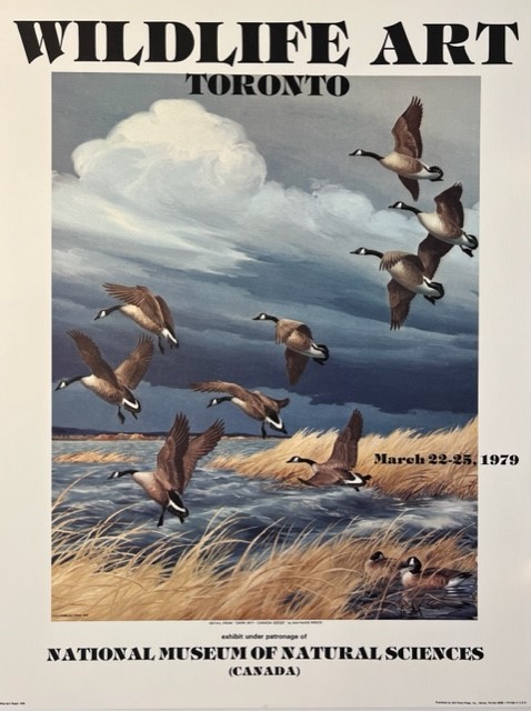 Dark Sky - Canada Geese (Poster) by Maynard Reece