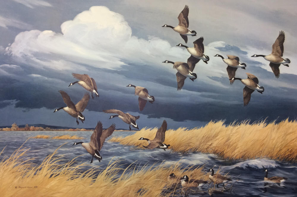 Dark Sky - Canada Geese by Maynard Reece
