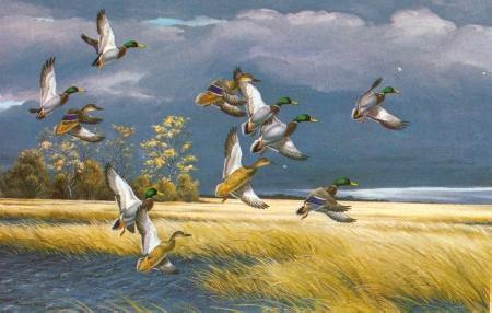 Dark Sky - Mallards by Maynard Reece