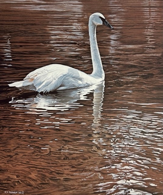 Evening Amber - Trumpeter Swan by Ron Parker
