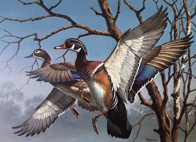 Federal Duck Stamp Print 1974-75 - Wood Ducks by David Maass