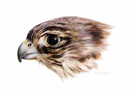 Female Merlin Study by Carl Brenders