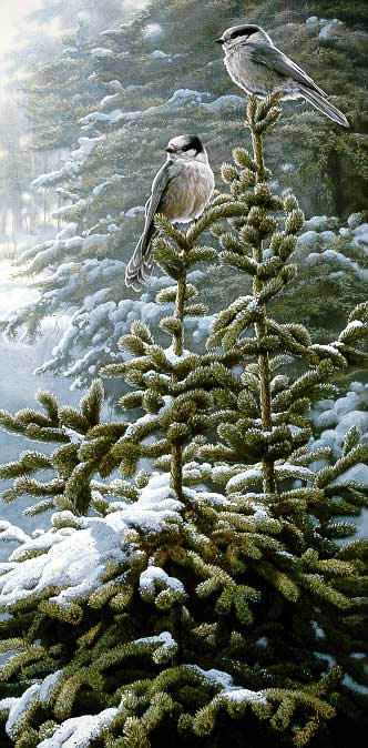 First Light - Gray Jays by John Seerey-Lester