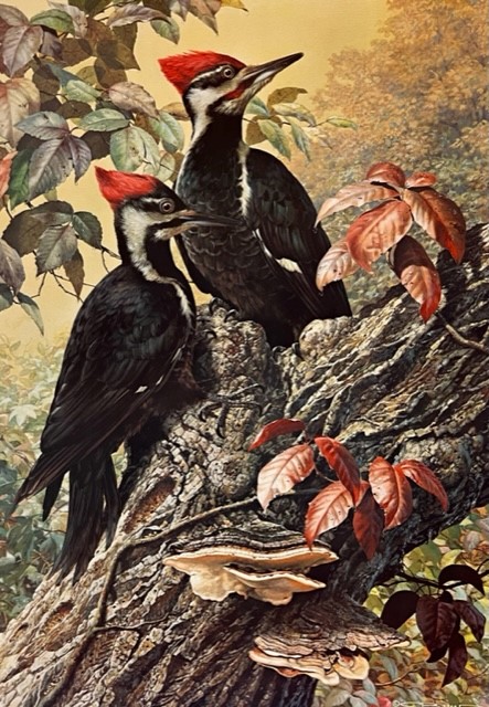 Forest Carpenter - Pileated Woodpecker by Carl Brenders