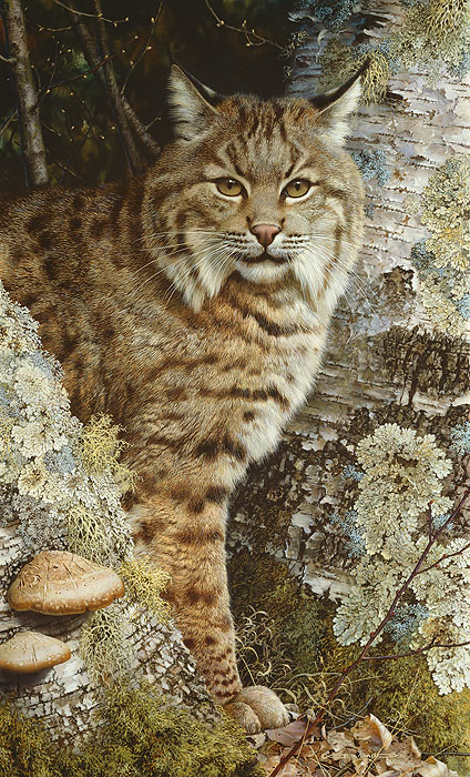 Forest Sentinel - Bobcat by Carl Brenders