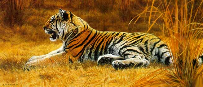 Golden Dawn - Young Tiger by Matthew Hillier