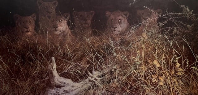 Night Lights - African Lions by John Seerey-Lester