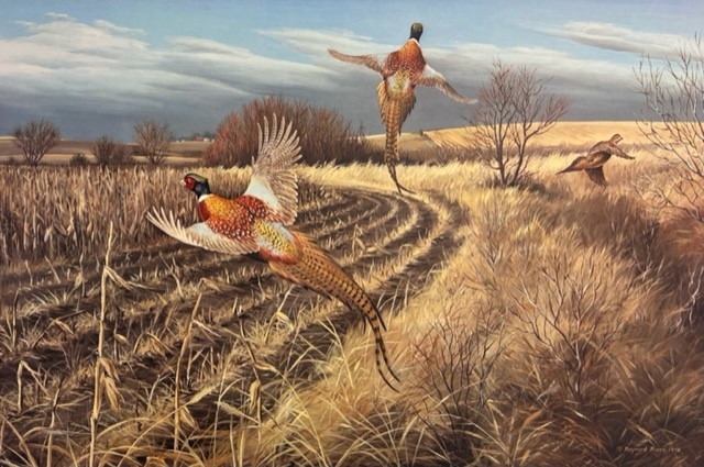Pheasant Cover - Ring-Necked Pheasants (Imperfect) by Maynard Reece