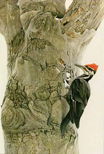 Pileated Woodpecker on Beech Tree by Robert Bateman