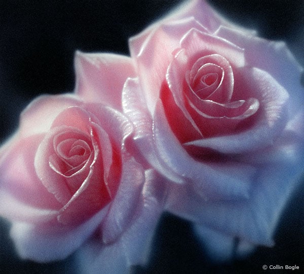 Pink Pair - Roses by Collin Bogle