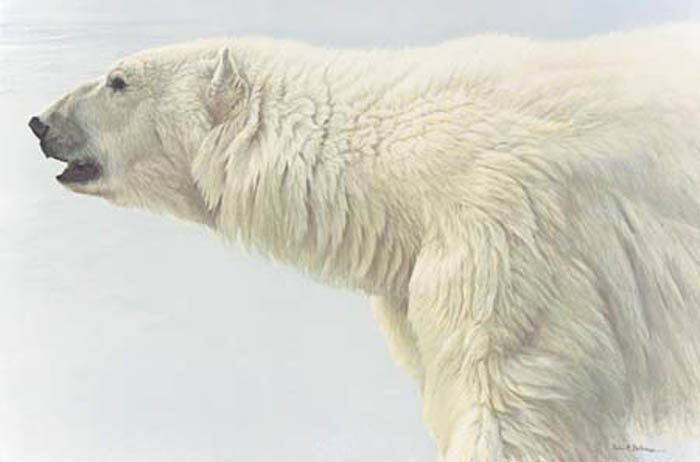 Polar Bear Profile by Robert Bateman