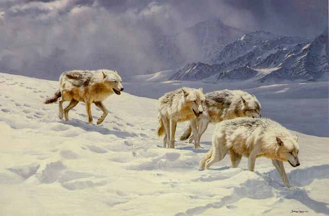 Racing the Storm - Arctic Wolves by John Seerey-Lester
