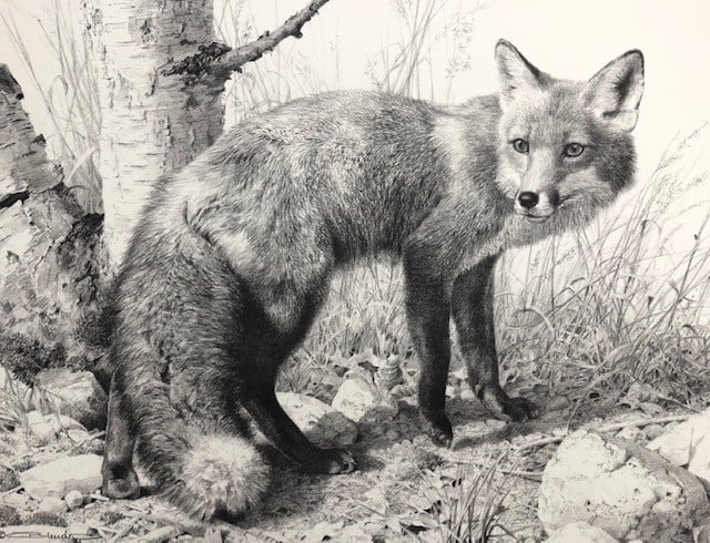 Red Fox Study by Carl Brenders