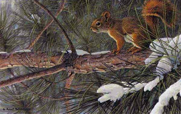 Red Squirrel by Robert Bateman