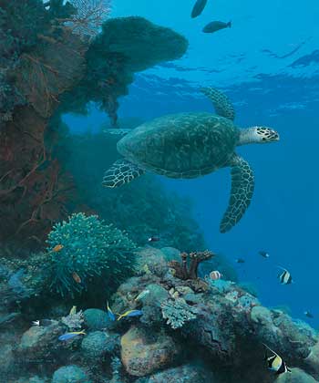 Reef Sentinel - Sea Turtle by Randall Scott