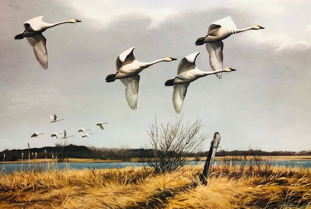 Regal Flight - Whistling Swans (Imperfect) by Maynard Reece