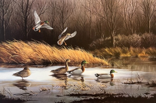 Shallow Pond - Mallards by Maynard Reece