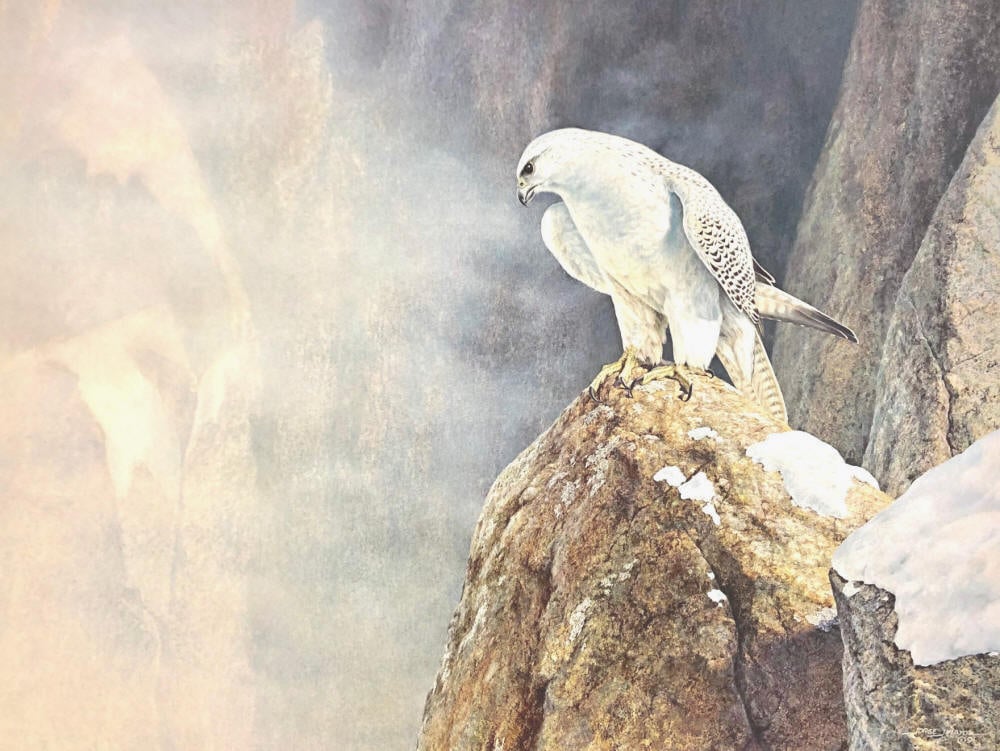 Silent Witness - Gyrfalcon by Jorge Mayol