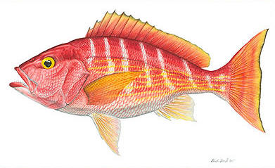 Silk Snapper by Flick Ford