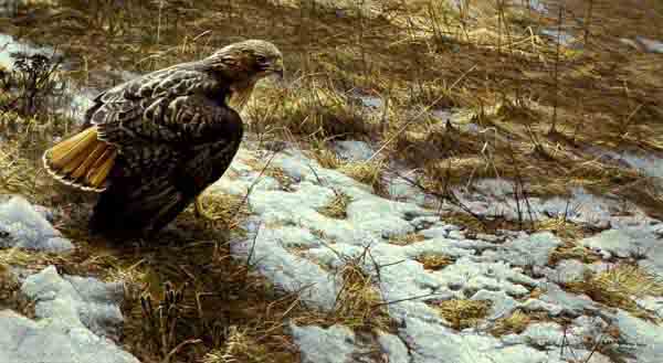 Spring Thaw - Red-Tailed Hawk by Robert Bateman