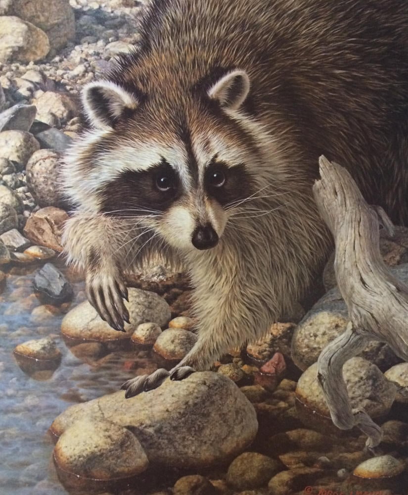 Summer Evening - Raccoon by Jorge Mayol