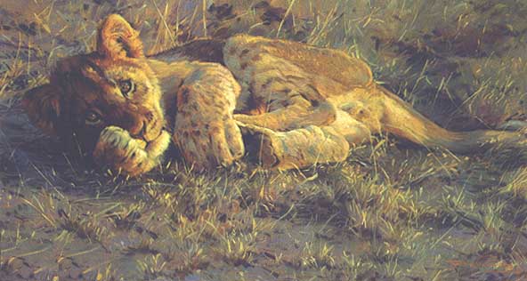 Sunset - Lion Cub by Dino Paravano