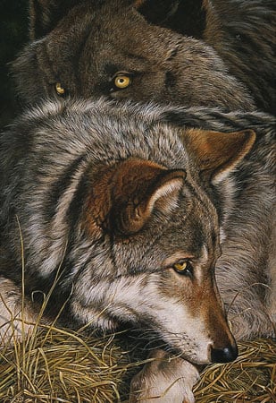 Taking a Break - Wolves by John Dawson