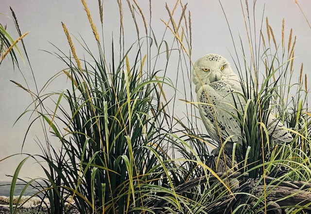 Through the Grass - Snowy Owl by John Pitcher