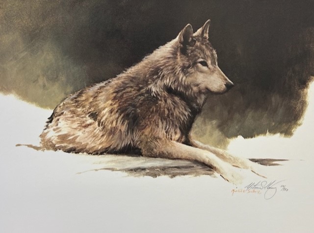 Timber Wolf Study - Female by Morten Solberg