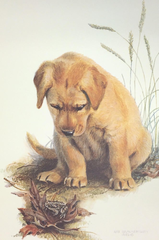 Toadally Captivated by Amy Brackenbury