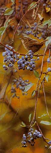 Trace of Blue - Winter Wren by Terry Isaac