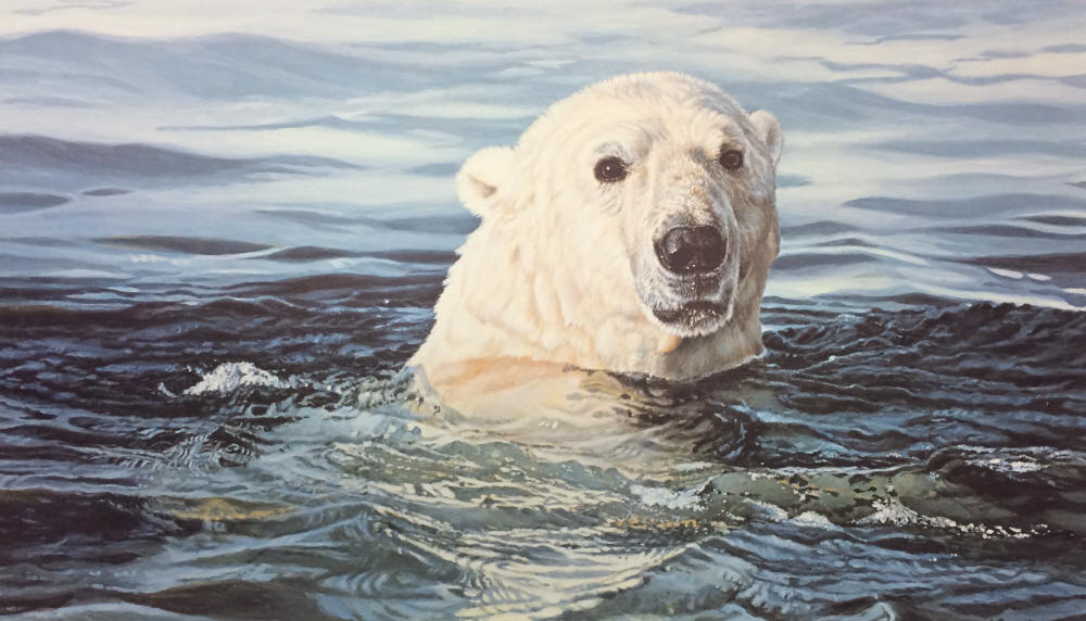 Treading Water - Polar Bear by Audrey Casey