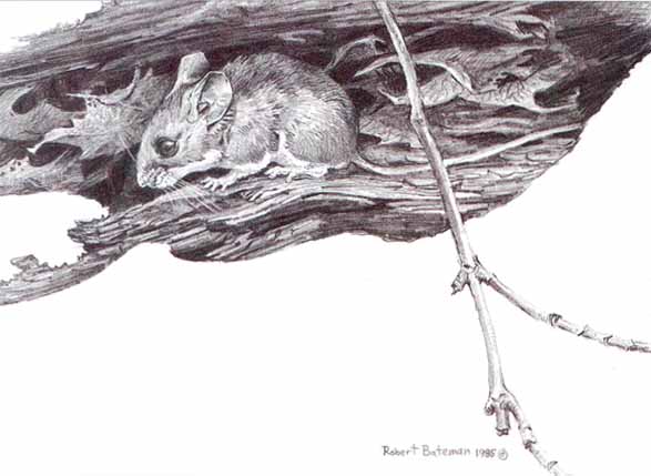 White-Footed Mouse Drawing by Robert Bateman