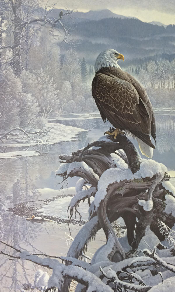 Winter on the River - Bald Eagle by John Pitcher