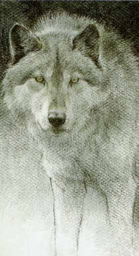 Wolf Sketch by Robert Bateman