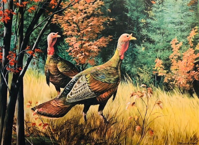 Wooded Seclusion - Turkey by Maynard Reece