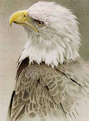 Bald Eagle by Robert Bateman