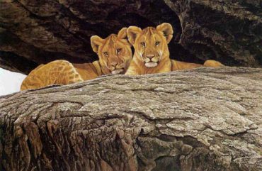 Lion Cubs by Robert Bateman
