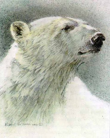 Predator Portfolio - Polar Bears (Set of 3) by Robert Bateman