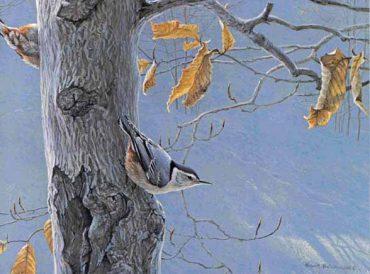 White-Breasted Nuthatch on a Beech Tree by Robert Bateman