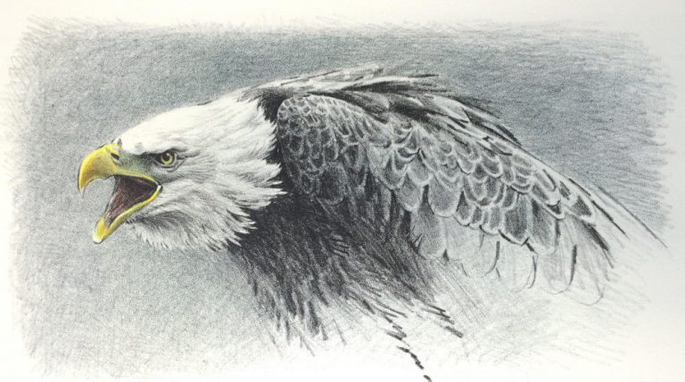 Bald Eagle - Hand-Colored Lithograph by Robert Bateman