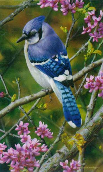 Flash of Sapphire - Blue Jay by Carl Brenders