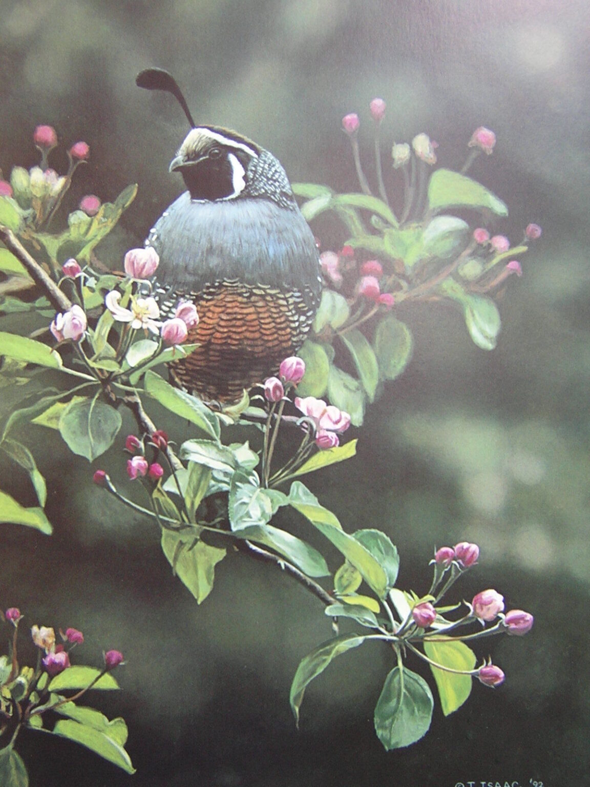 Orchard Quail by Terry Isaac